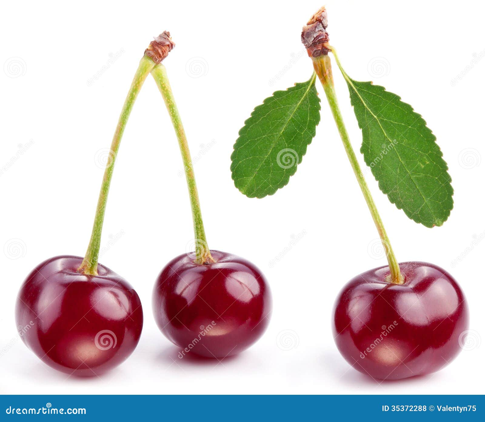 Kersen met bladeren. stock foto. Image of sappig, helder - 35372288