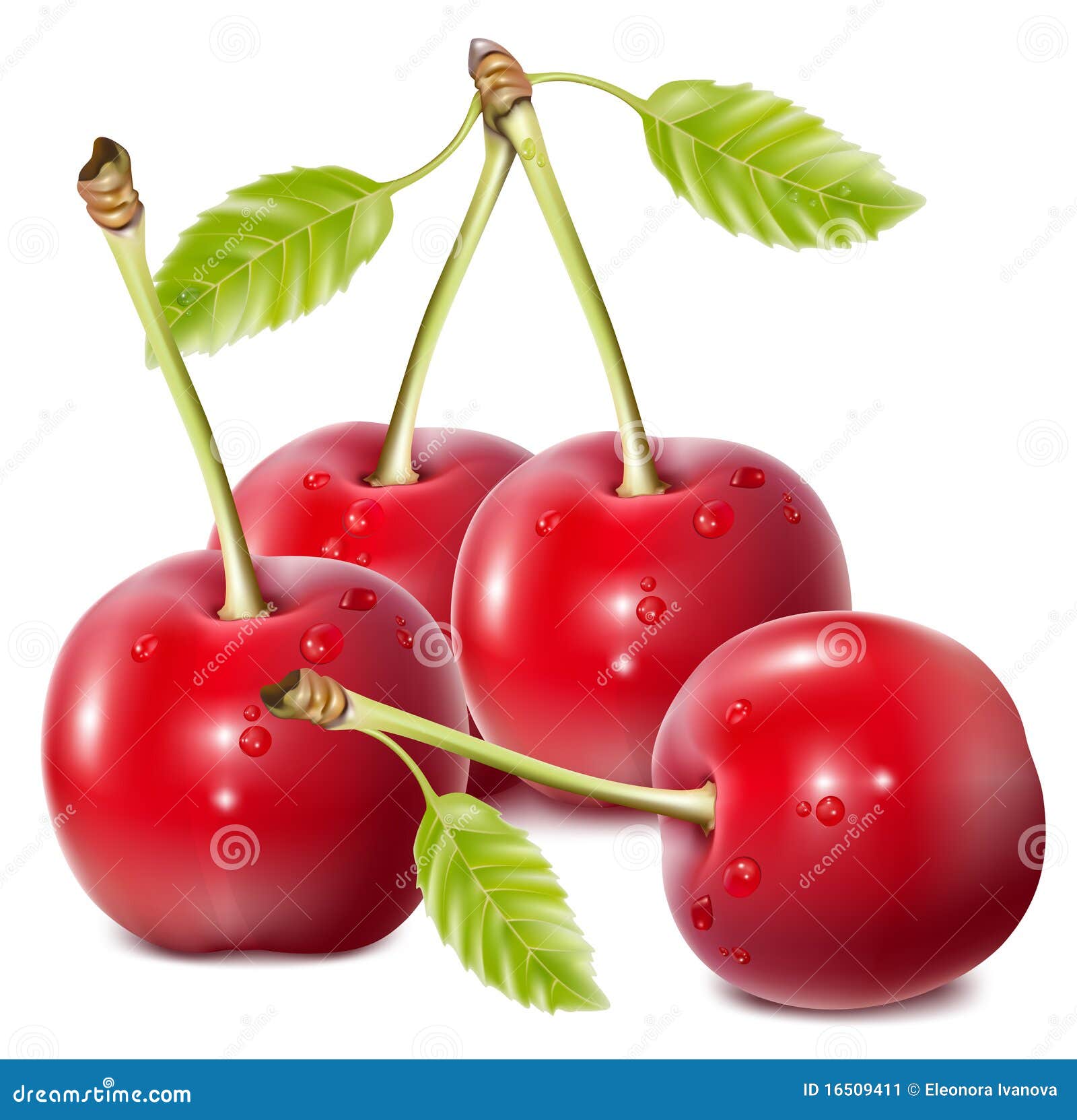 Kersen met waterdalingen. vector illustratie. Illustration of ...