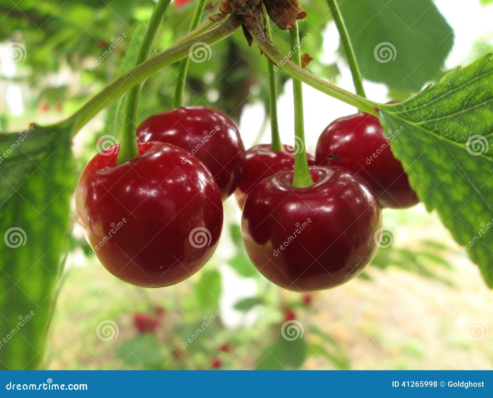 Kersen op de boom stock foto. Image of ingrediënten, groei - 41265998