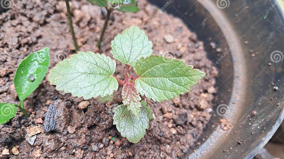 The Kersen plant stock photo. Image of grow, leaf, green - 290769162