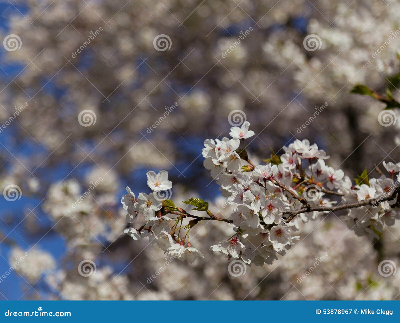 Kersenbloesem Op Een Sakura-boom Stock Afbeelding - Image of buiten ...