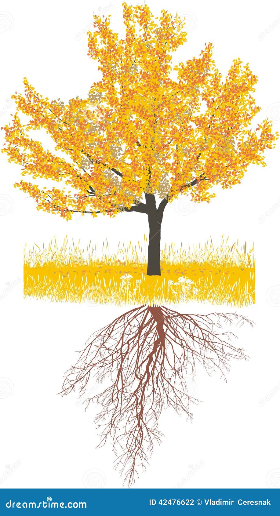 Kersenboom in De Herfst Met Wortels Vector Illustratie - Illustration ...
