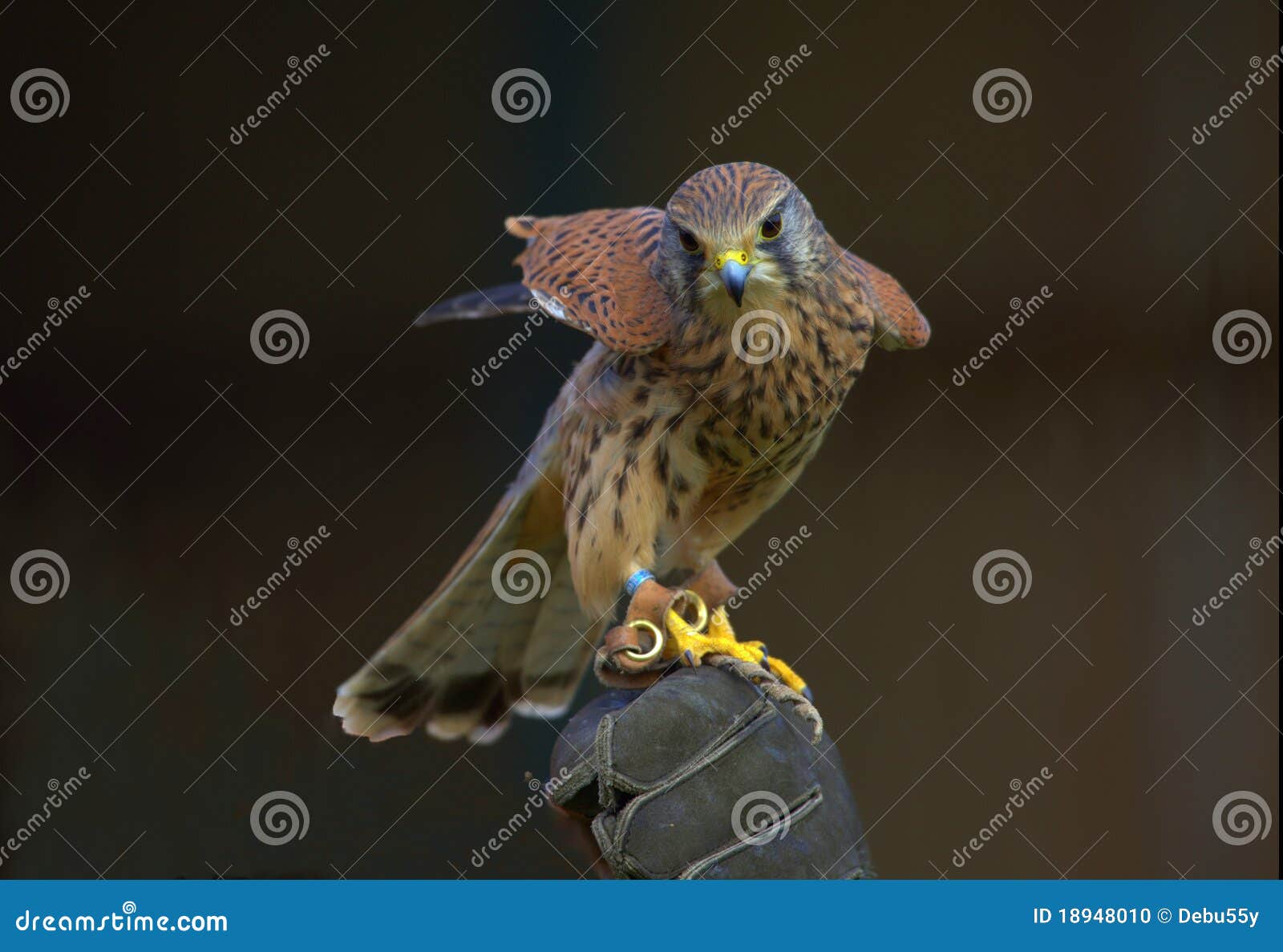 Kestrel stock photo. Image of gauntlet, beautiful, airborne - 18948010