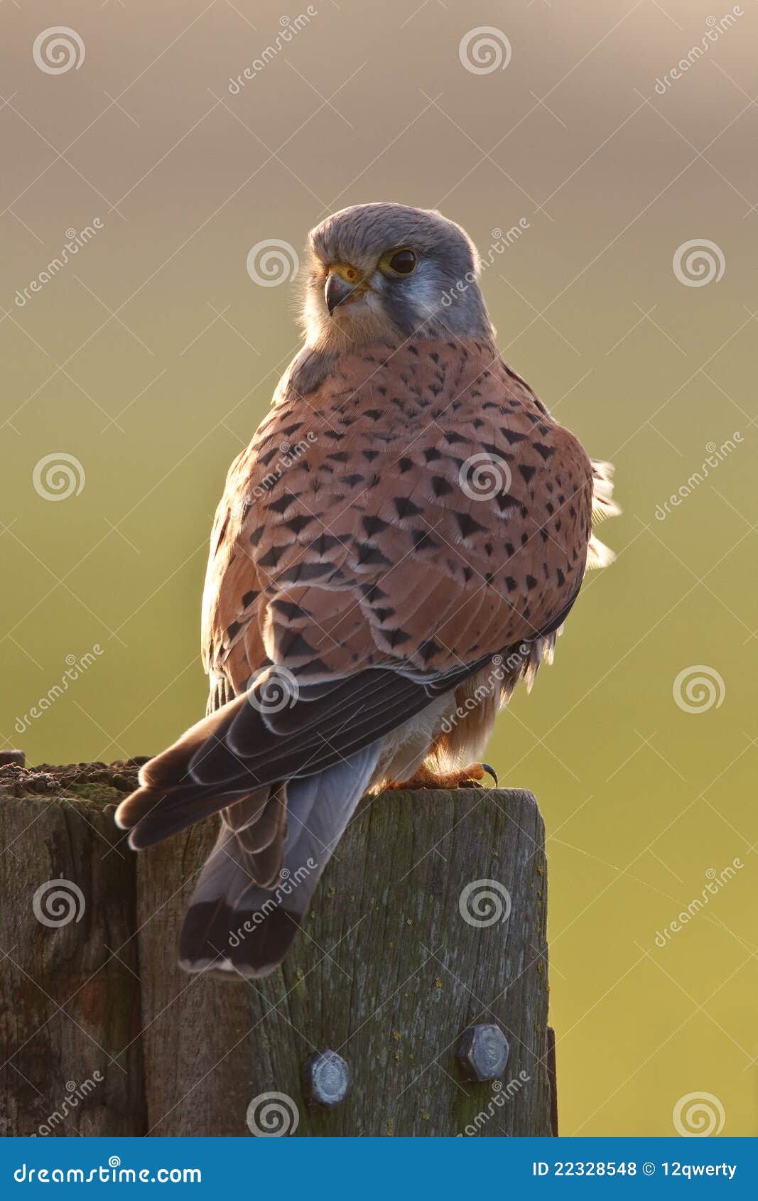 Kestrel stock photo. Image of feather, falcon, hunter - 22328548