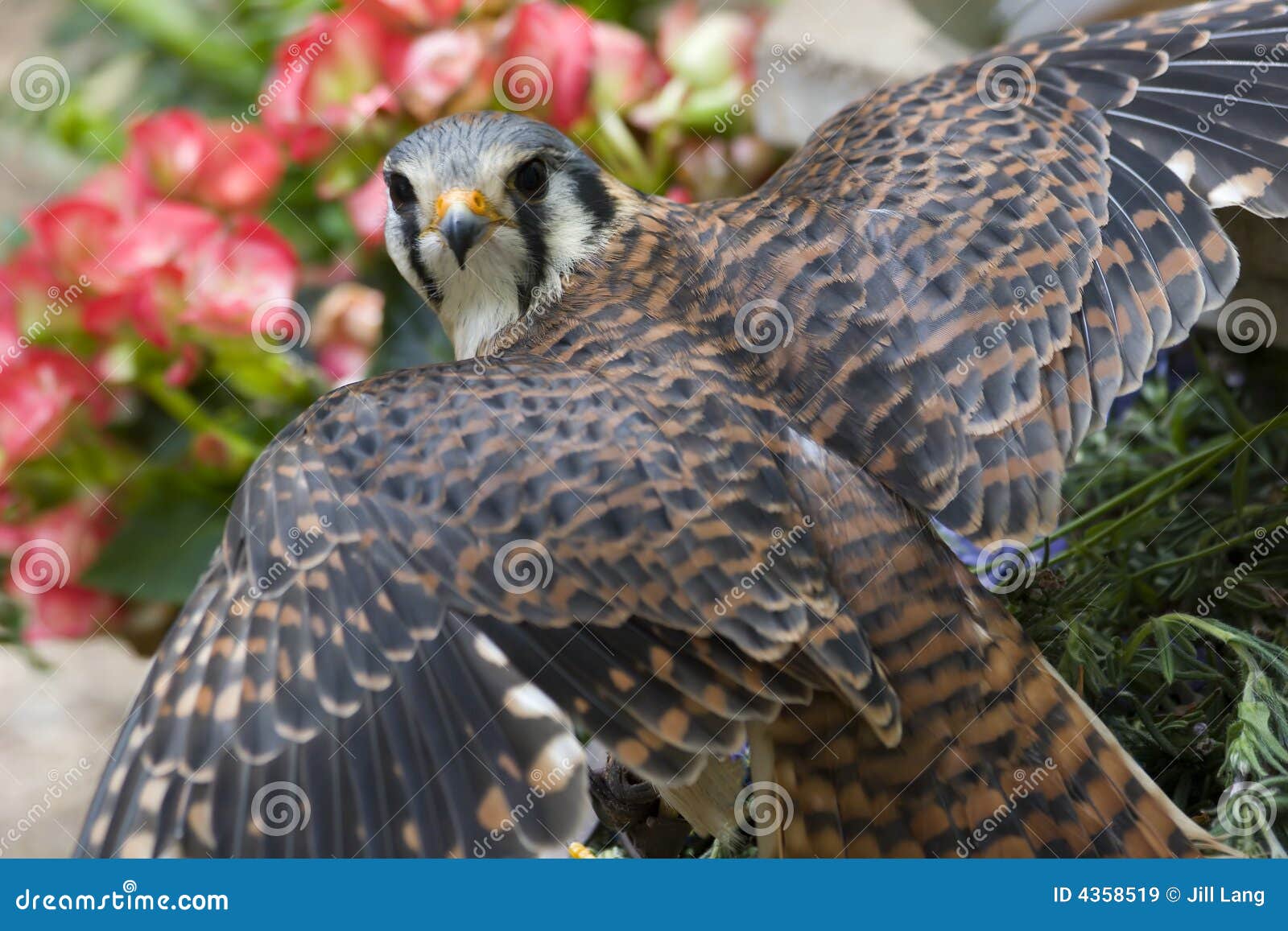 Smallest Falcon Photos - Free & Royalty-Free Stock Photos from Dreamstime