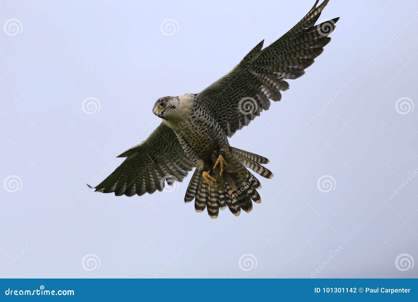 Kestrel in flight, flying stock photo. Image of close - 101301142