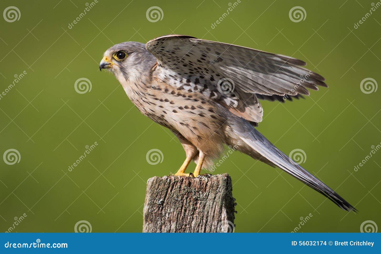 Kestrel bird on post stock photo. Image of close, closeup - 56032174