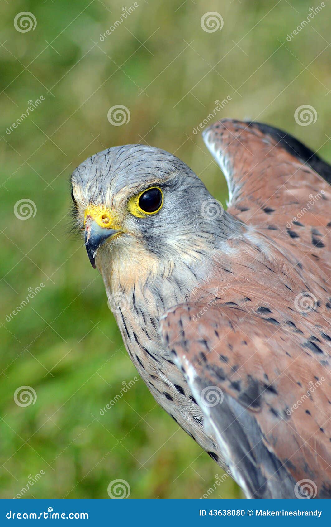 Kestrel - Bird of Prey - Side on Portrait Stock Photo - Image of beak ...