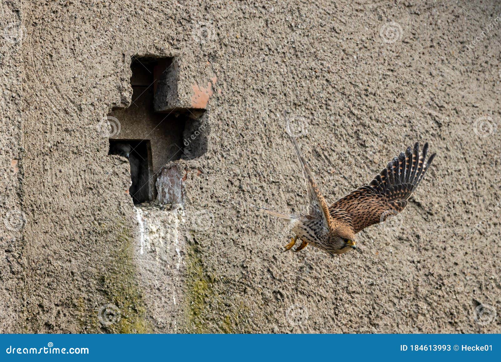 Kestrel at the Breeding Cave Stock Image - Image of eagle, bird: 184613993