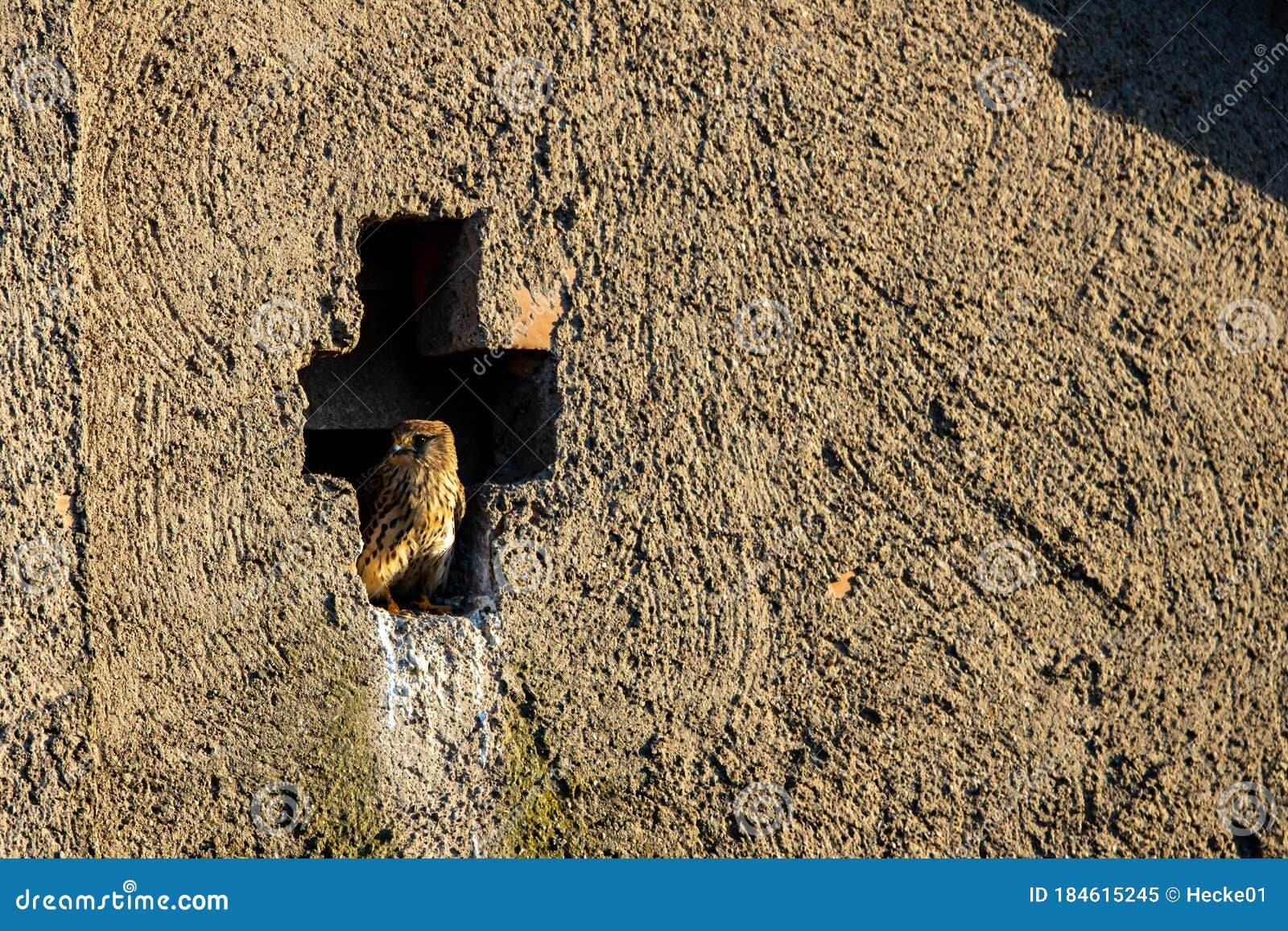 Kestrel at the Breeding Cave Stock Image - Image of falco, animal ...