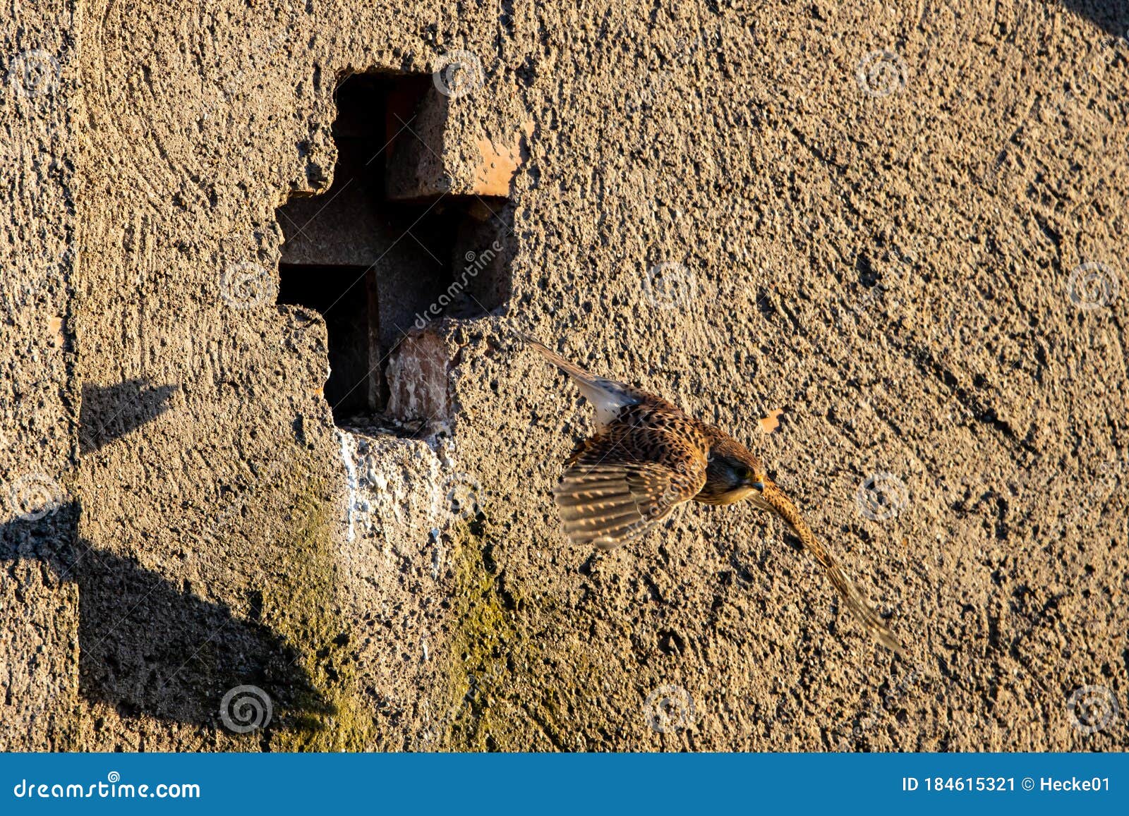 Kestrel at the Breeding Cave Stock Image - Image of wing, raptor: 184615321