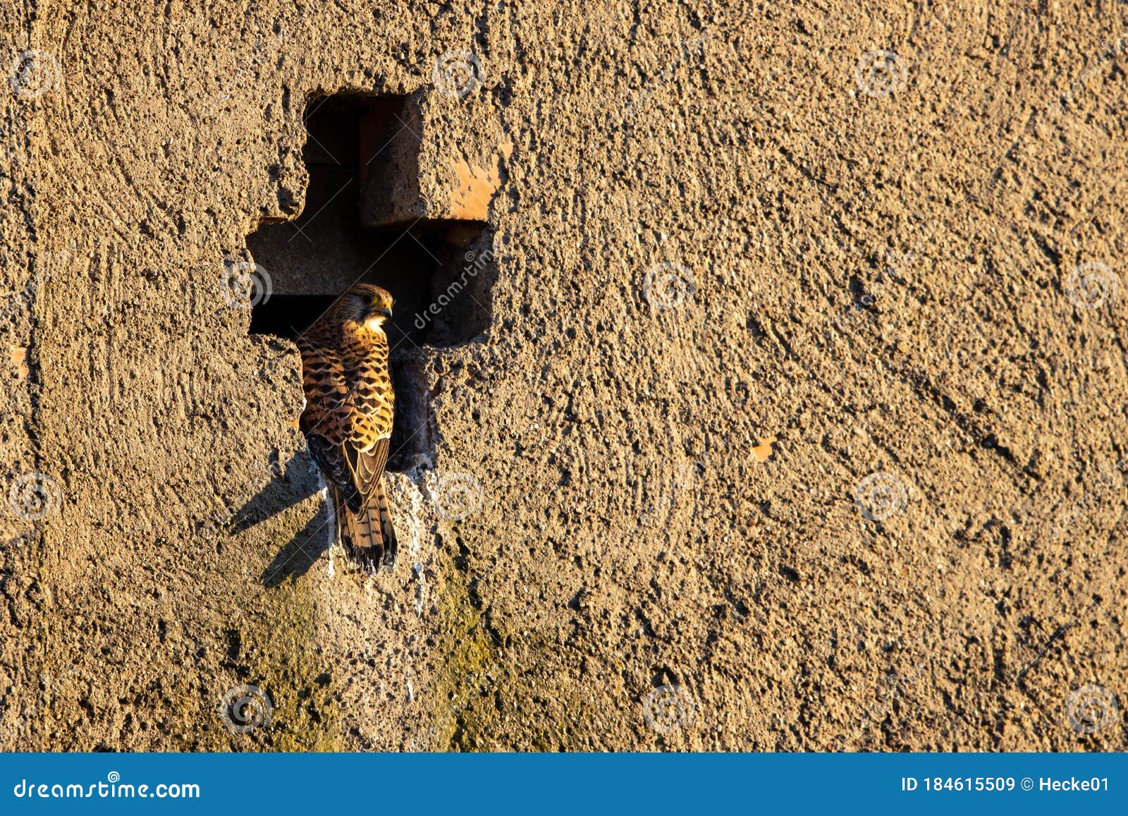 Kestrel at the Breeding Cave Stock Image - Image of hawk, kestrel ...