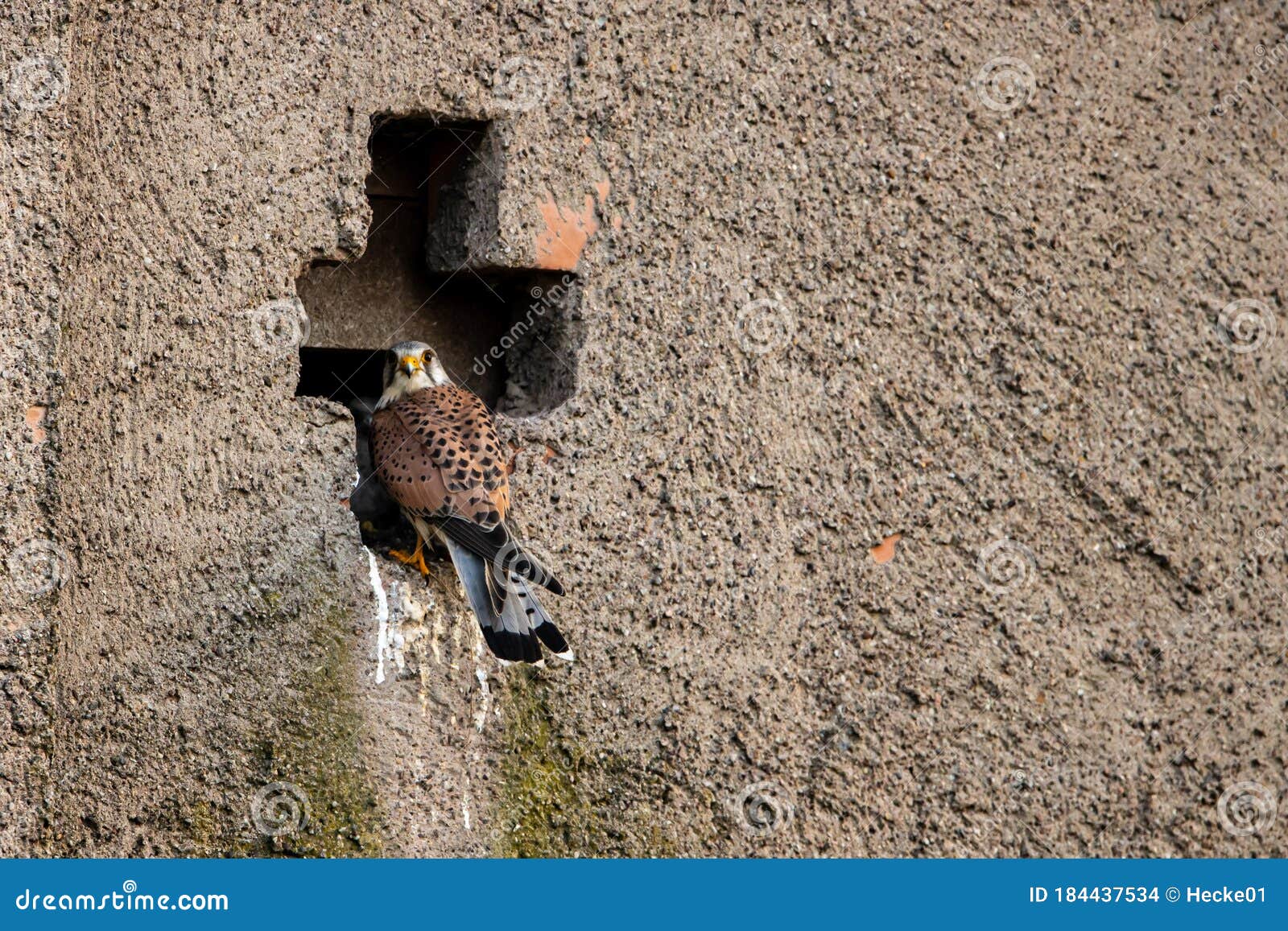 Kestrel at the Breeding Cave Stock Photo - Image of feathers, osprey ...
