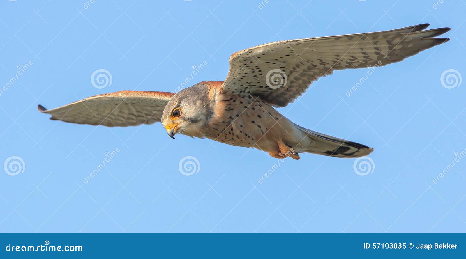 Kestrel stock image. Image of birds, wildlife, prey, stunning - 57103035