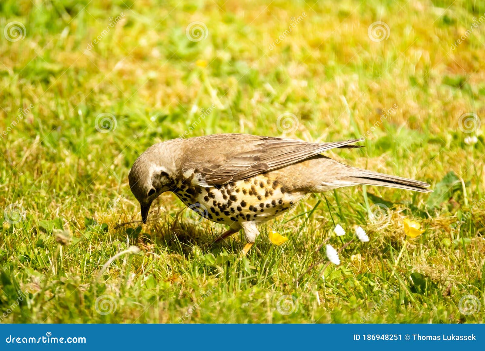 Kestrel Catching Worms on a Lawn in County Donegal - Ireland. Stock ...
