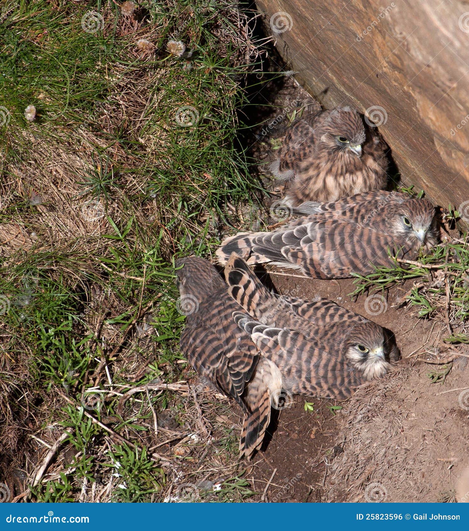 Kestrel Chicks stock photo. Image of kestrel, wales, anglesey - 25823596