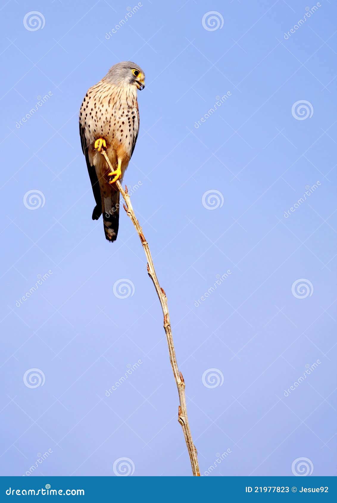 Kestrel common stock image. Image of claws, closeup, biology - 21977823