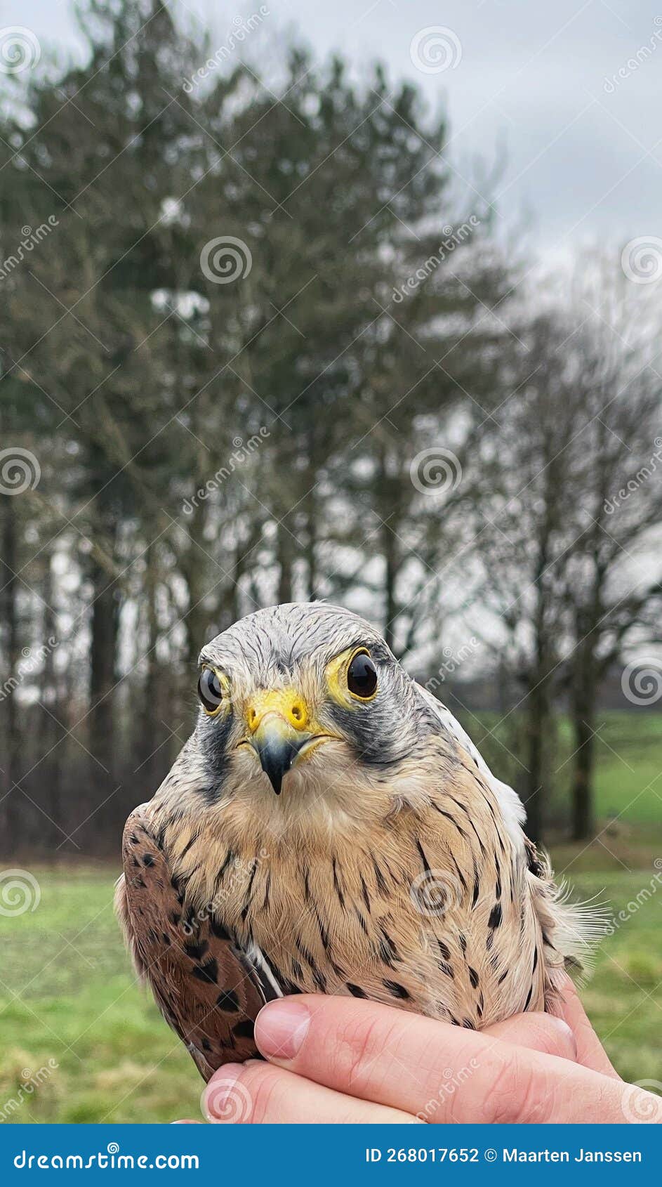 Kestrel falcon stock photo. Image of kestrel, ready - 268017652
