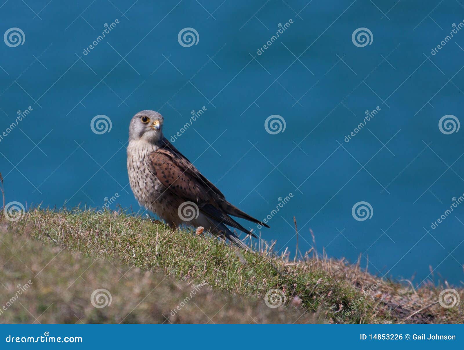 Kestrel familiy stock photo. Image of anglesey, wales - 14853226