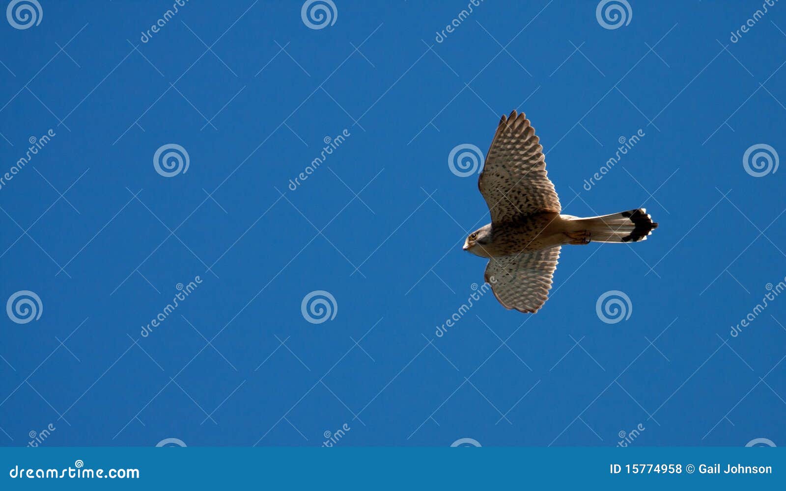 Kestrel familiy stock photo. Image of wales, bird, views - 15774958