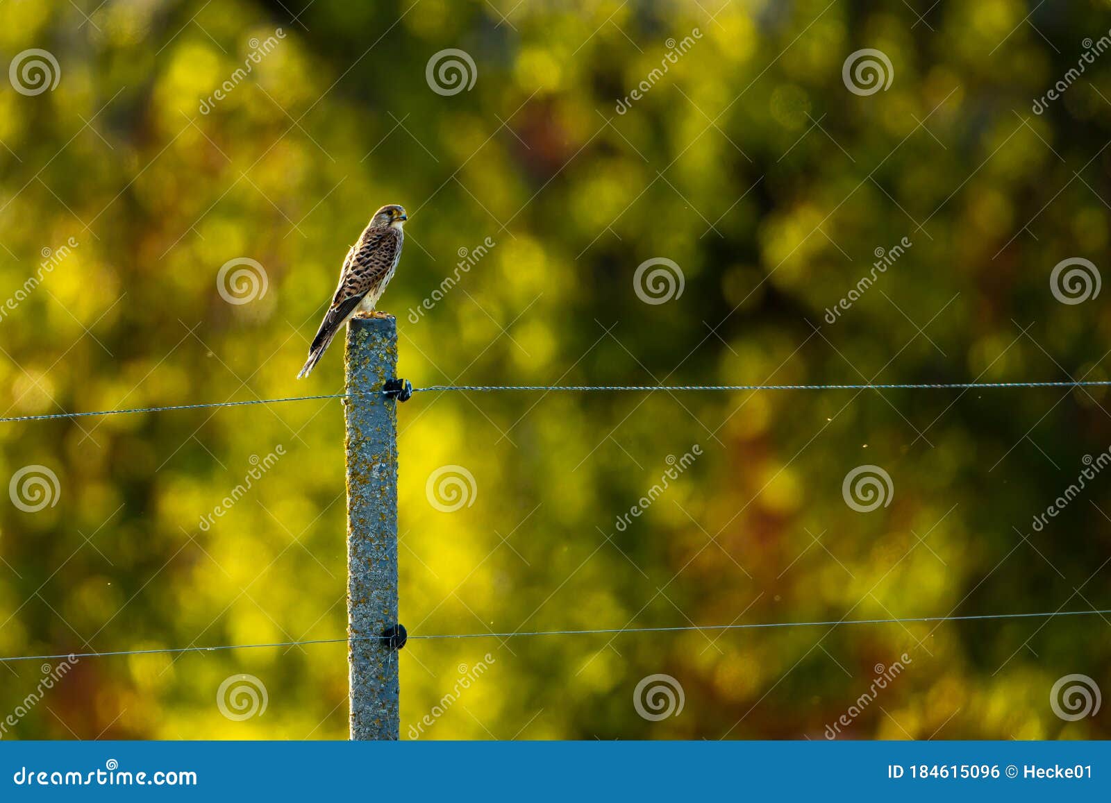 Kestrel on a Fence in the Backlight Stock Photo - Image of feather ...