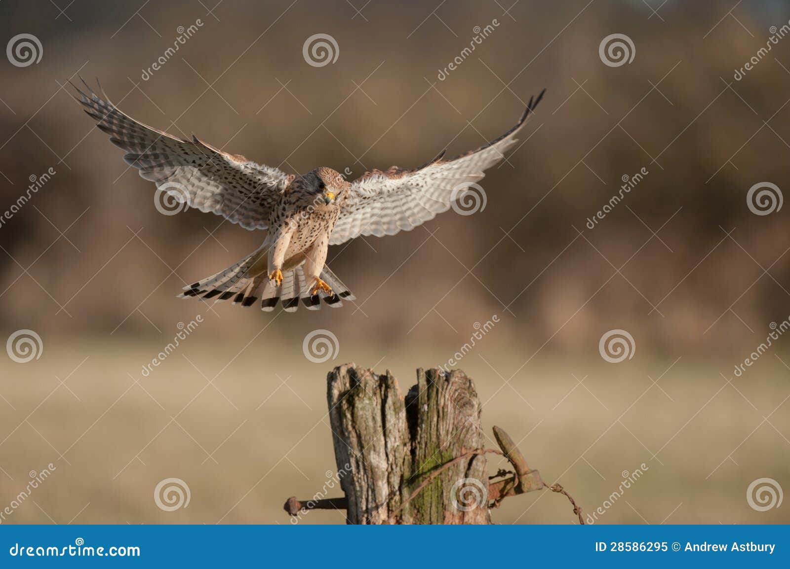 Kestrel in flight. stock image. Image of gate, prey, falcon - 28586295