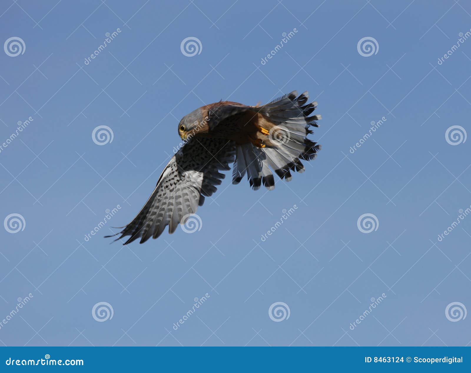 Kestrel in flight stock photo. Image of hover, feathers - 8463124
