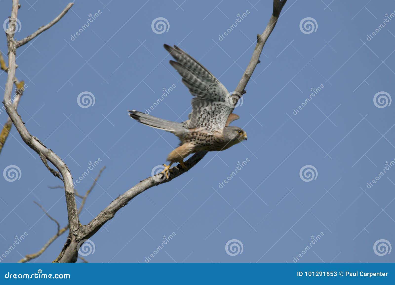 Kestrel in flight, flying stock image. Image of exposure - 101291853
