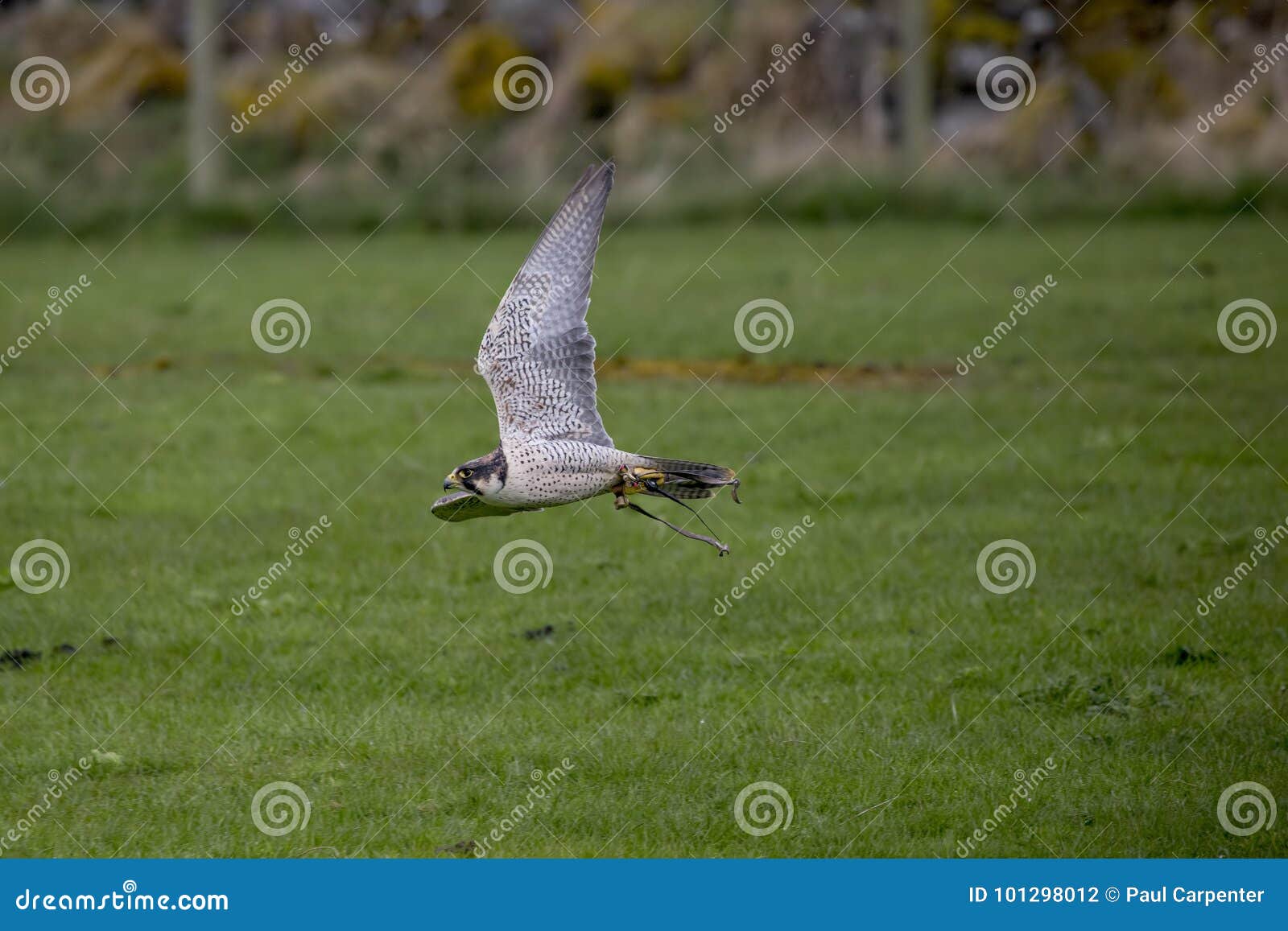 Kestrel in flight, flying stock photo. Image of female - 101298012