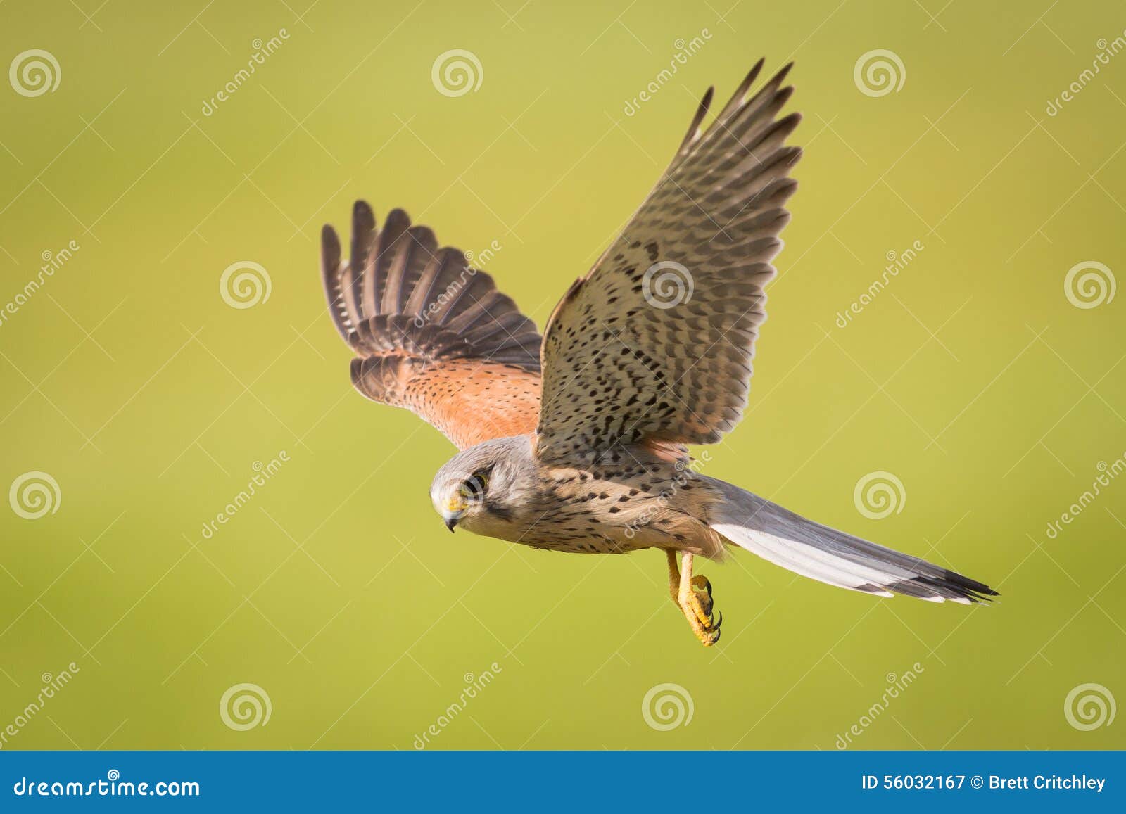 Kestrel in flight stock image. Image of detail, falco - 56032167