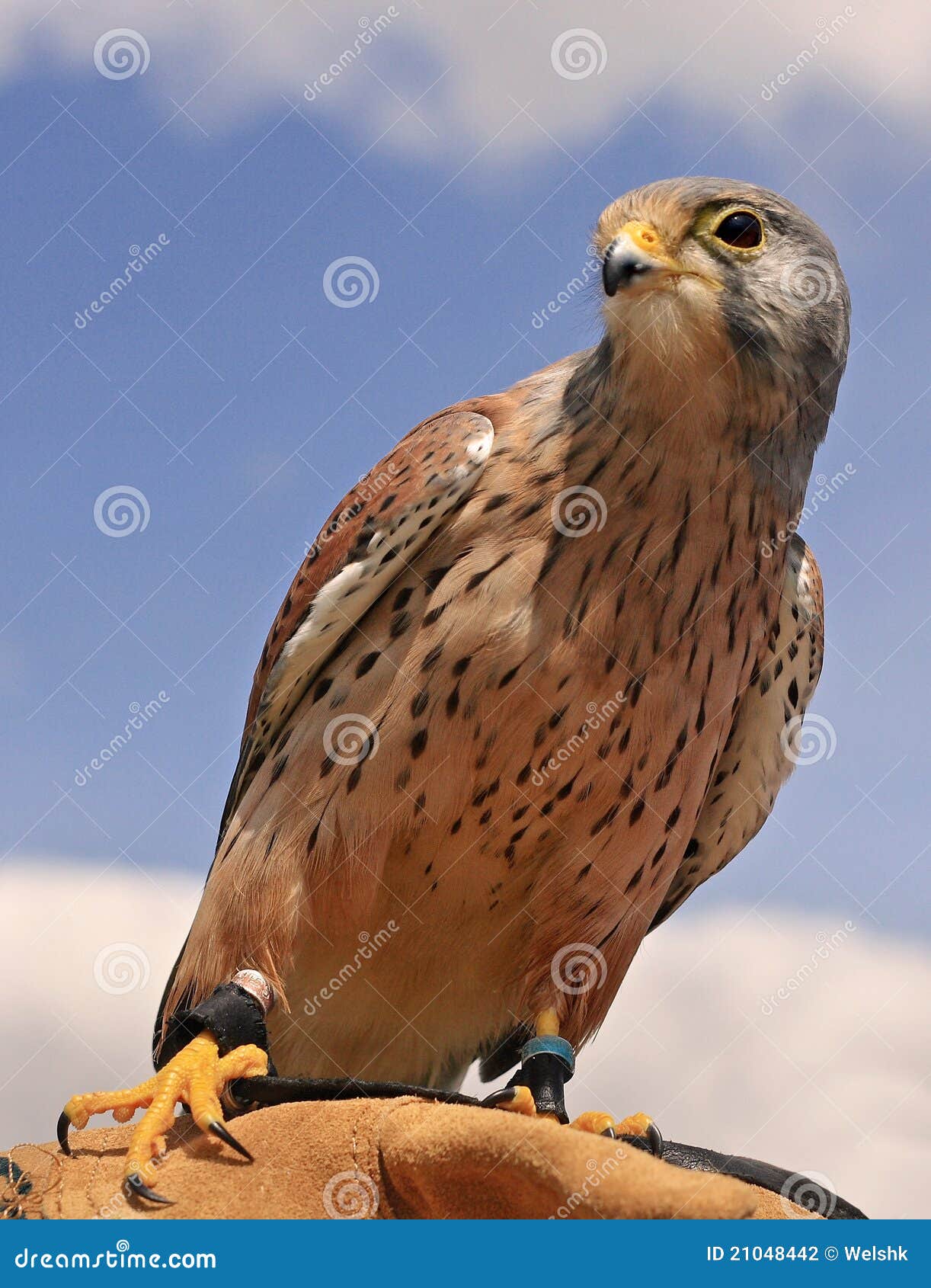 Kestrel on the hand stock photo. Image of bird, glove - 21048442