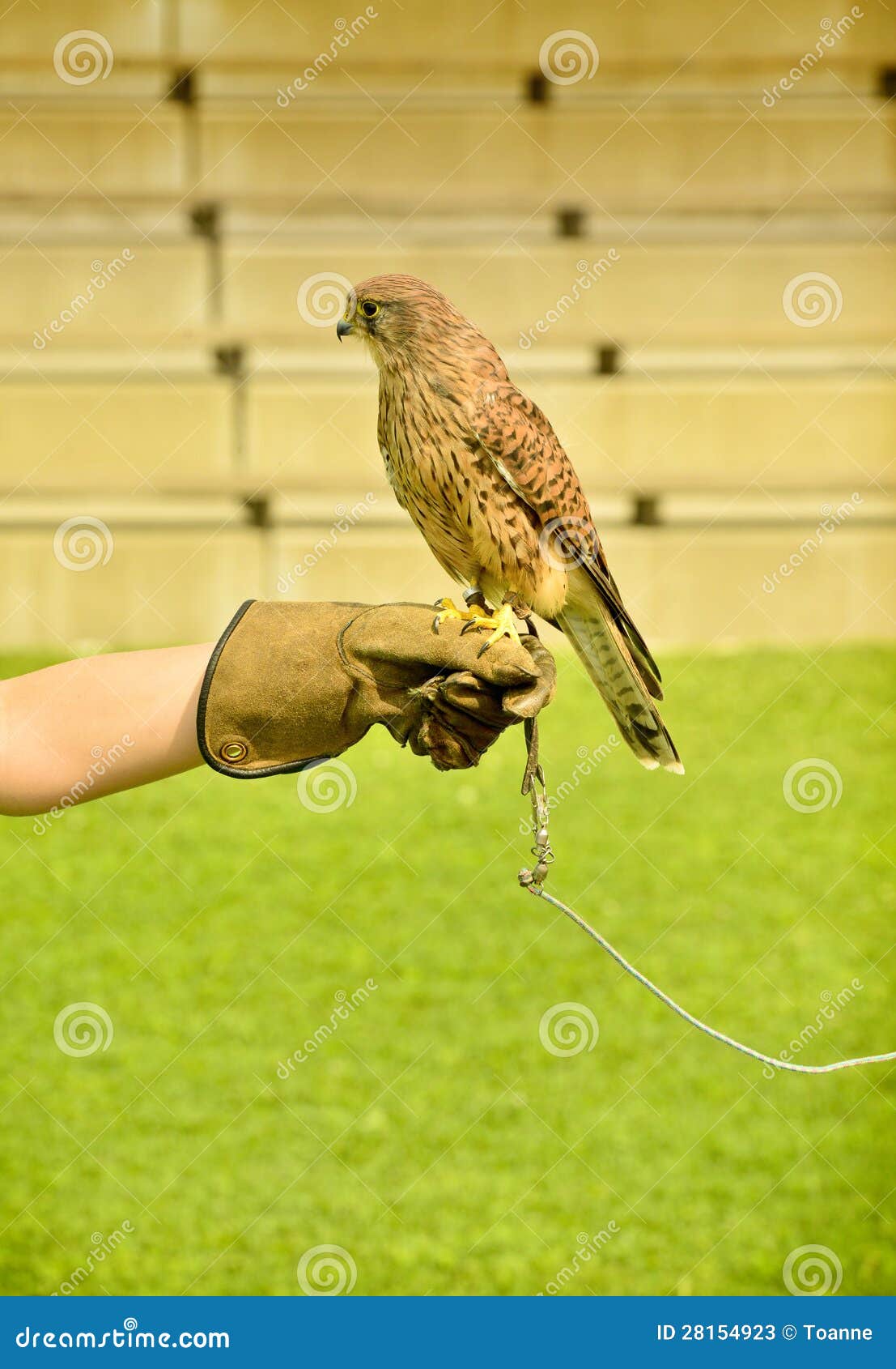 Kestrel, hawk stock image. Image of enclosure, liberty - 28154923