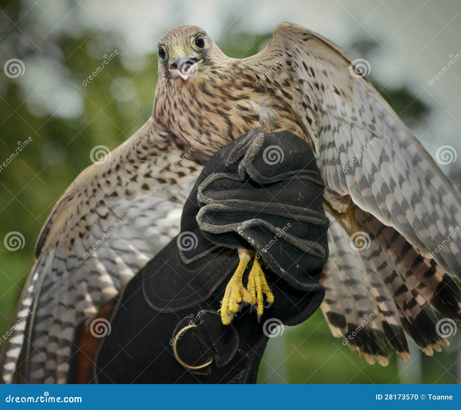 Kestrel, hawk stock photo. Image of mammal, nature, wing - 28173570