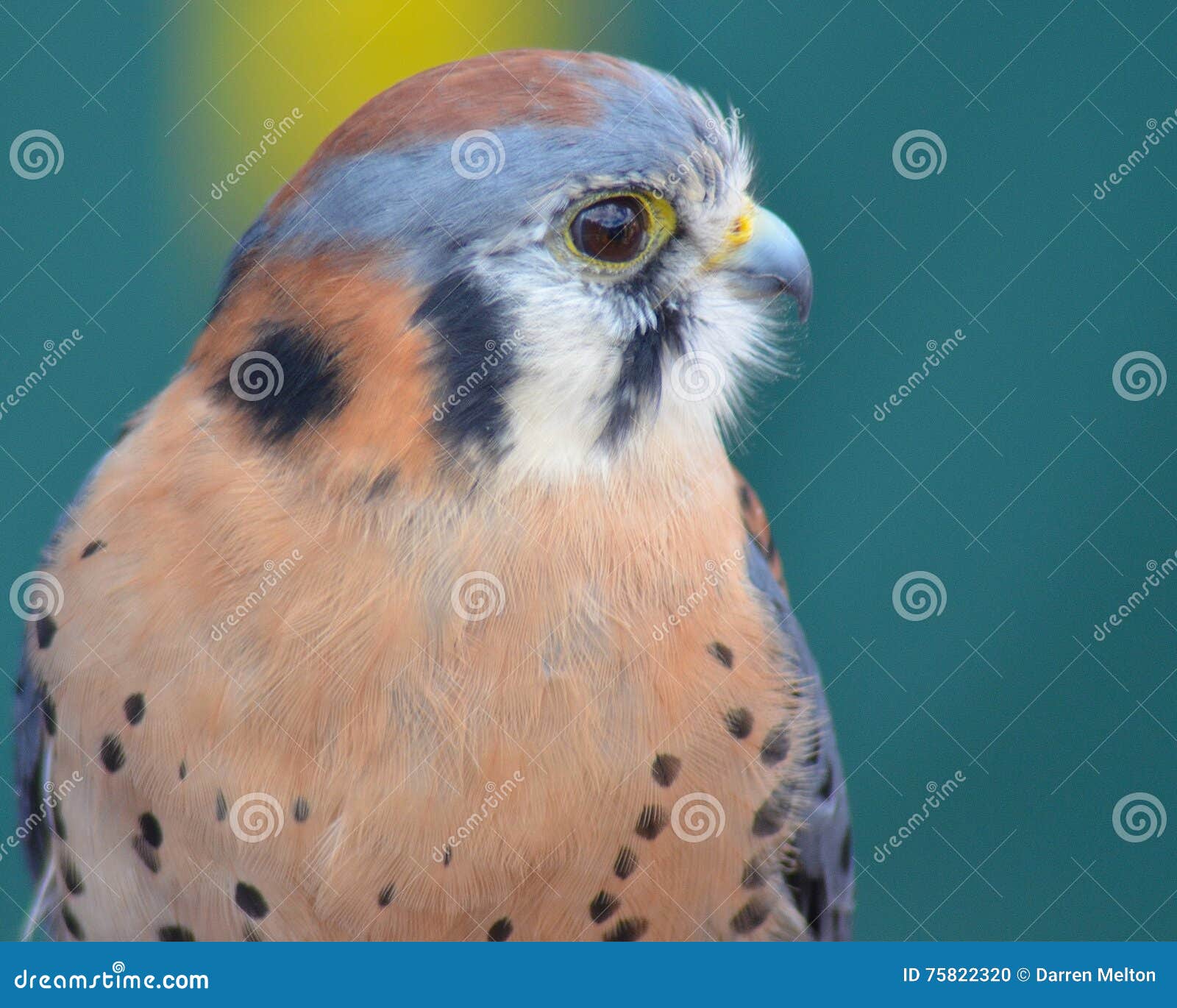 Kestrel Hawk portrait stock photo. Image of wildlife - 75822320