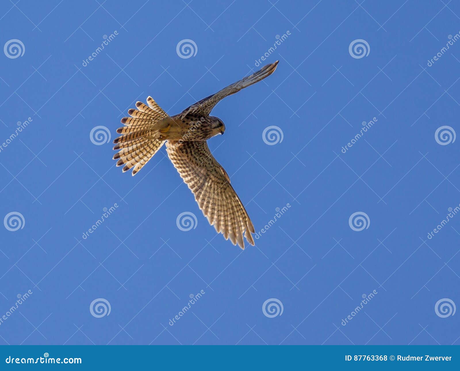Kestrel Hovering in the Air Stock Photo - Image of european, hawk: 87763368