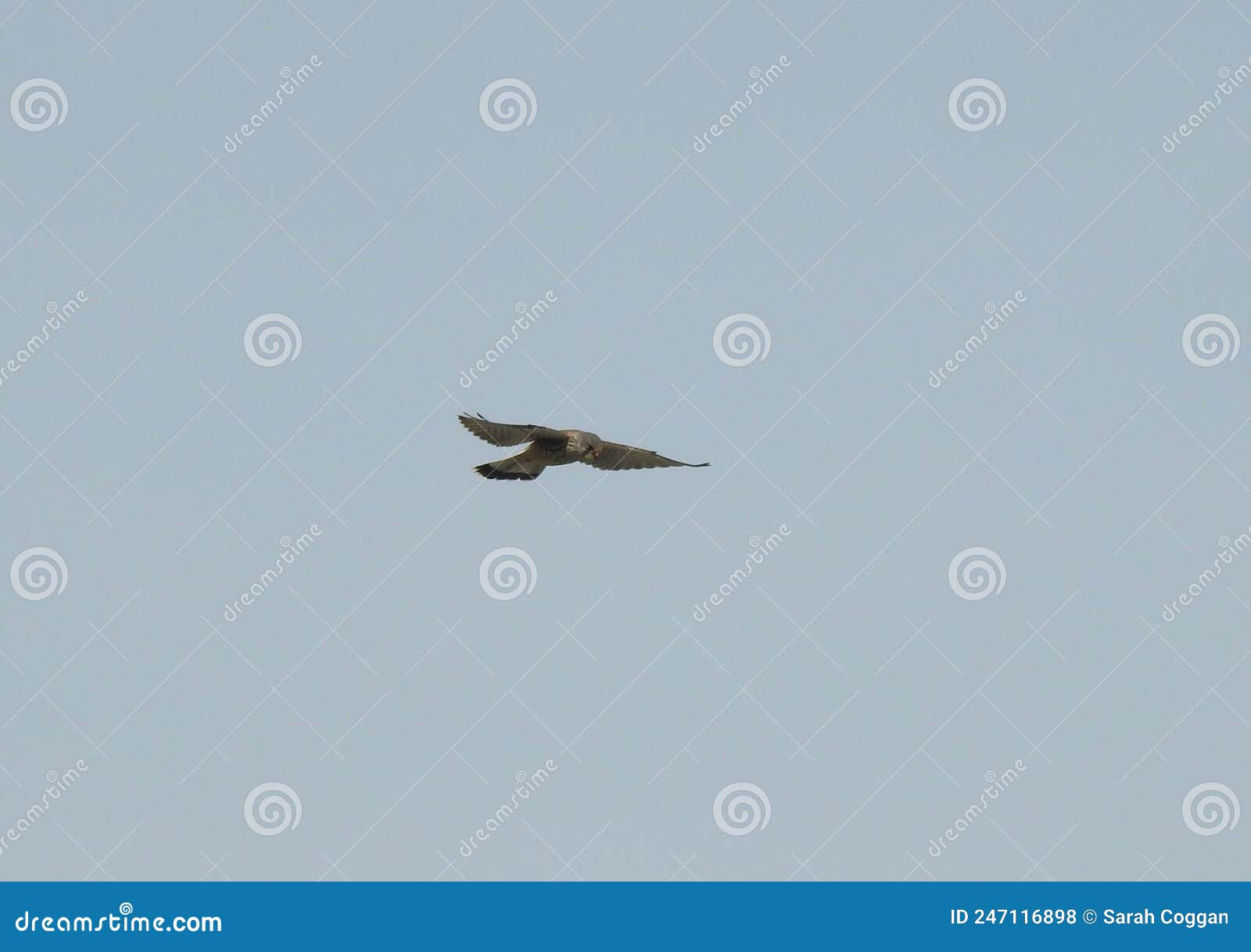 Kestrel Hovering in the Air Ready To Swoop Stock Photo - Image of beak ...