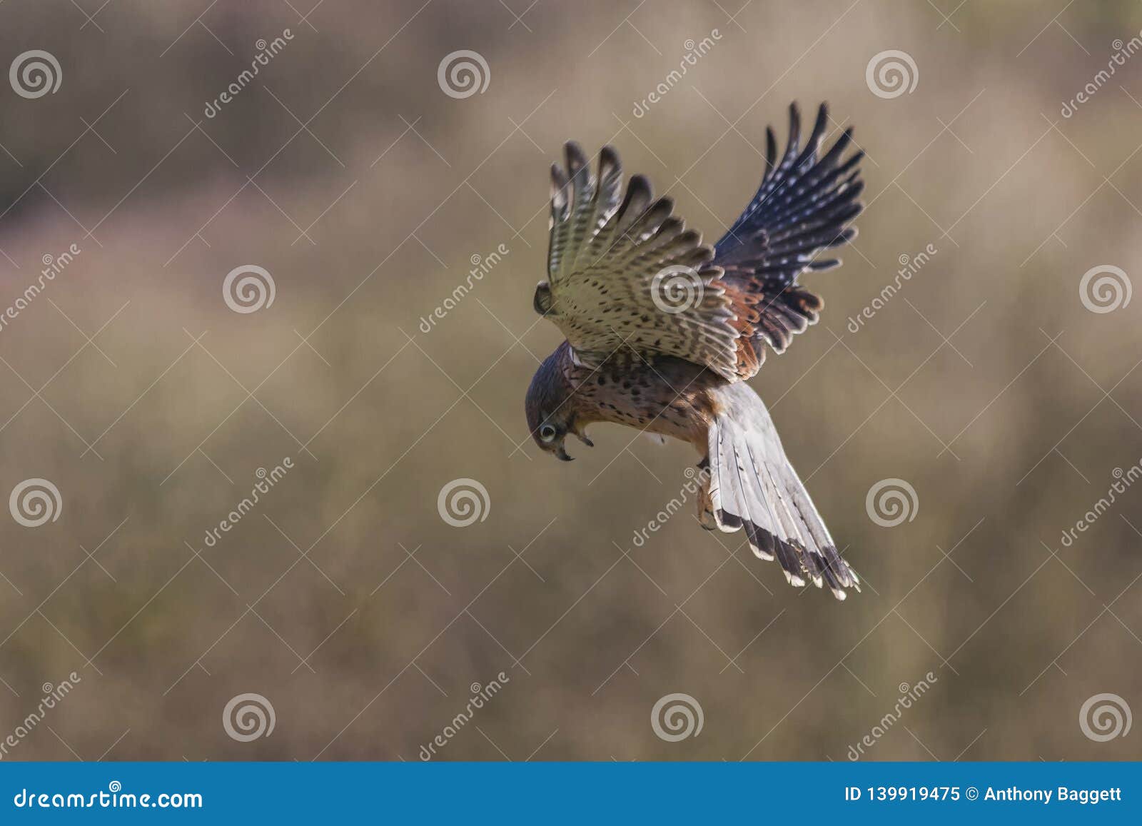 Kestrel hovering stock image. Image of background, kestrel - 139919475