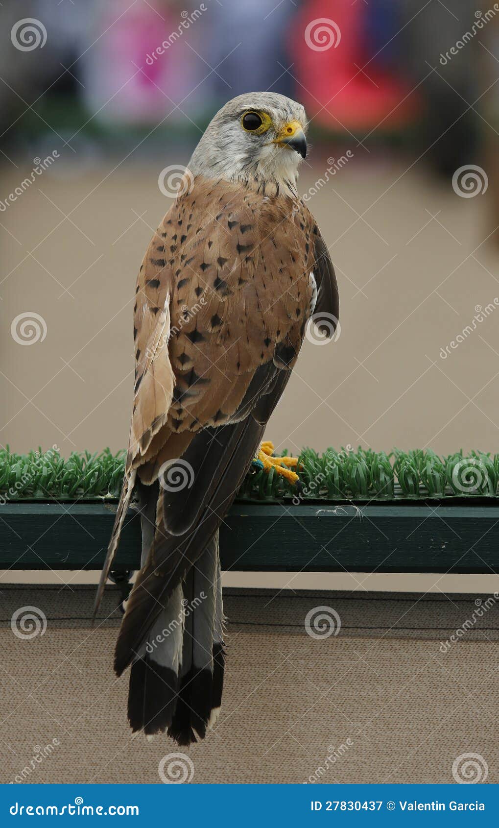 Kestrel perched stock image. Image of slender, bird, predator - 27830437