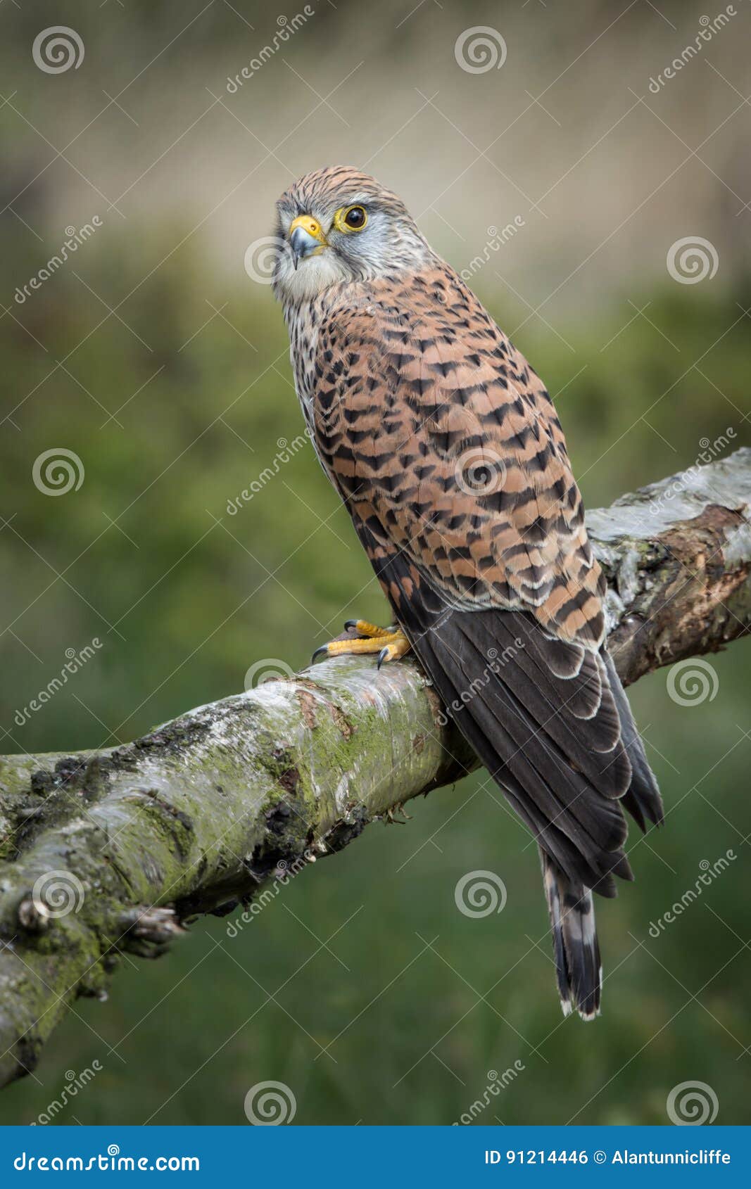 Kestrel perched stock photo. Image of outdoor, vertical - 91214446