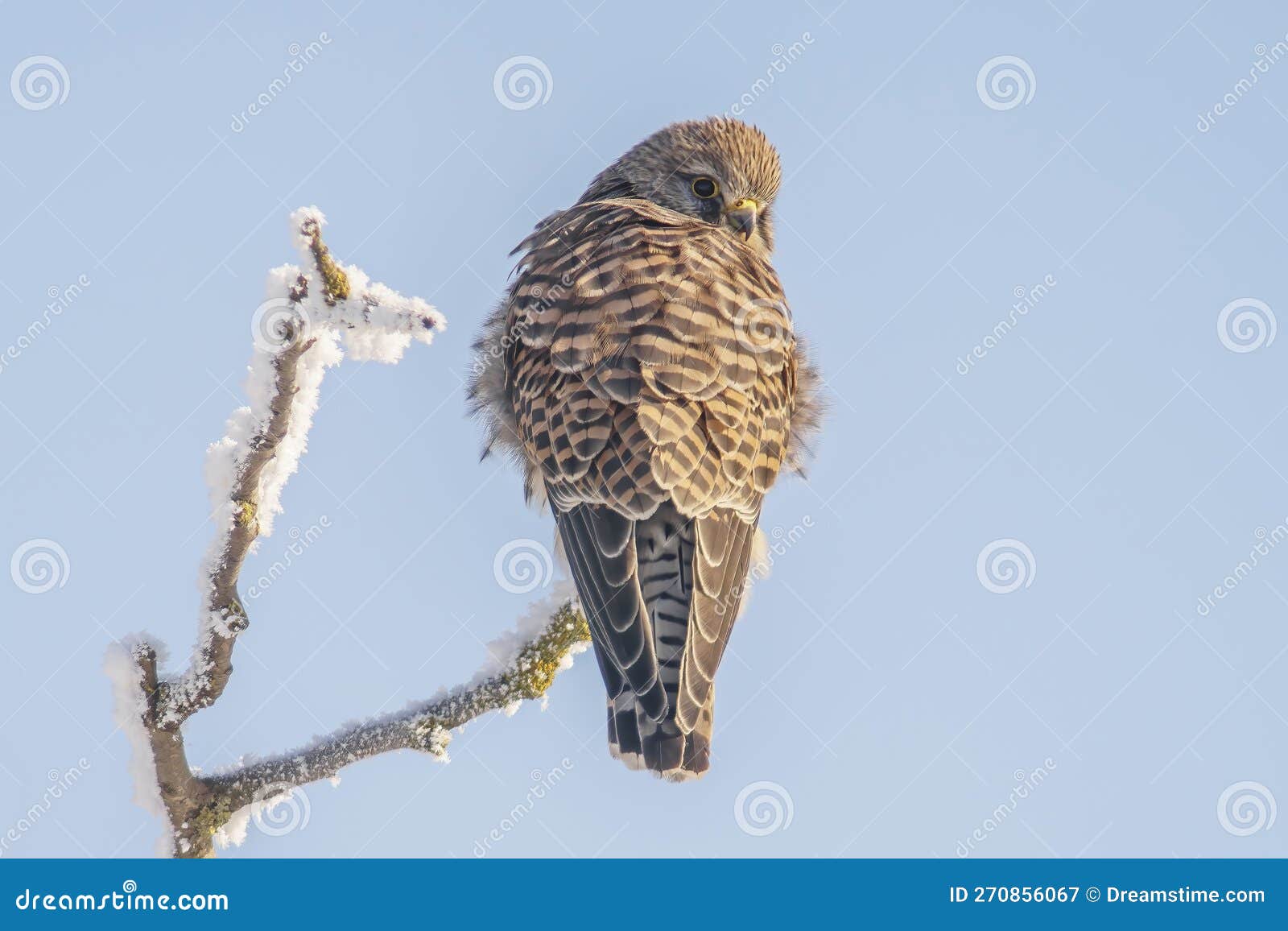 Kestrel Perches on a Snowy Branch on a Tree in Winter Stock Image ...