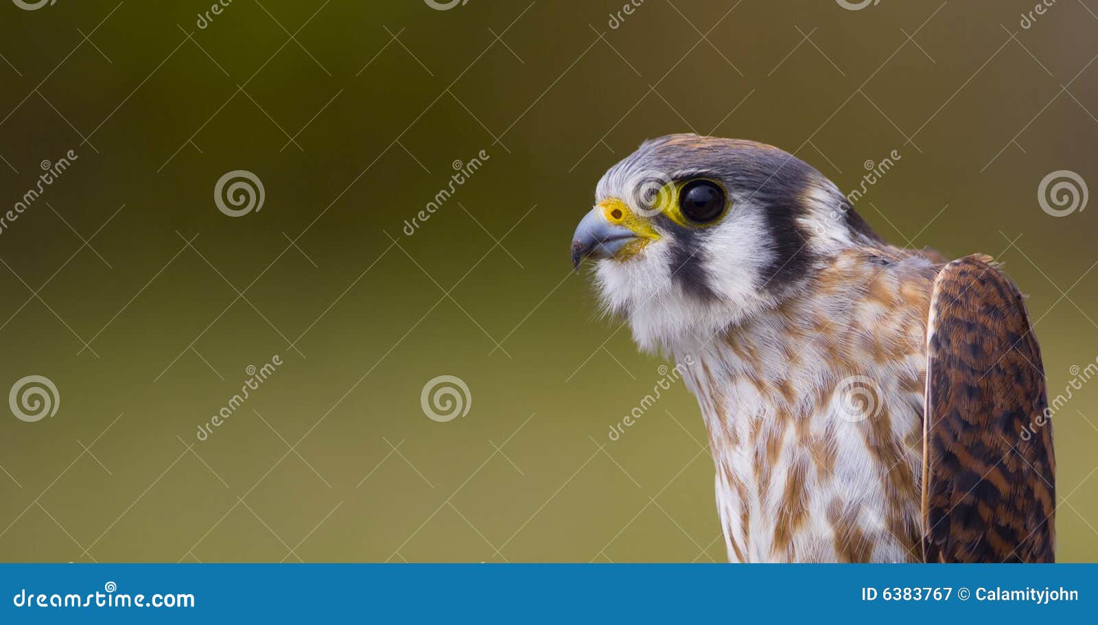 Kestrel Portrait stock image. Image of predator, sight - 6383767