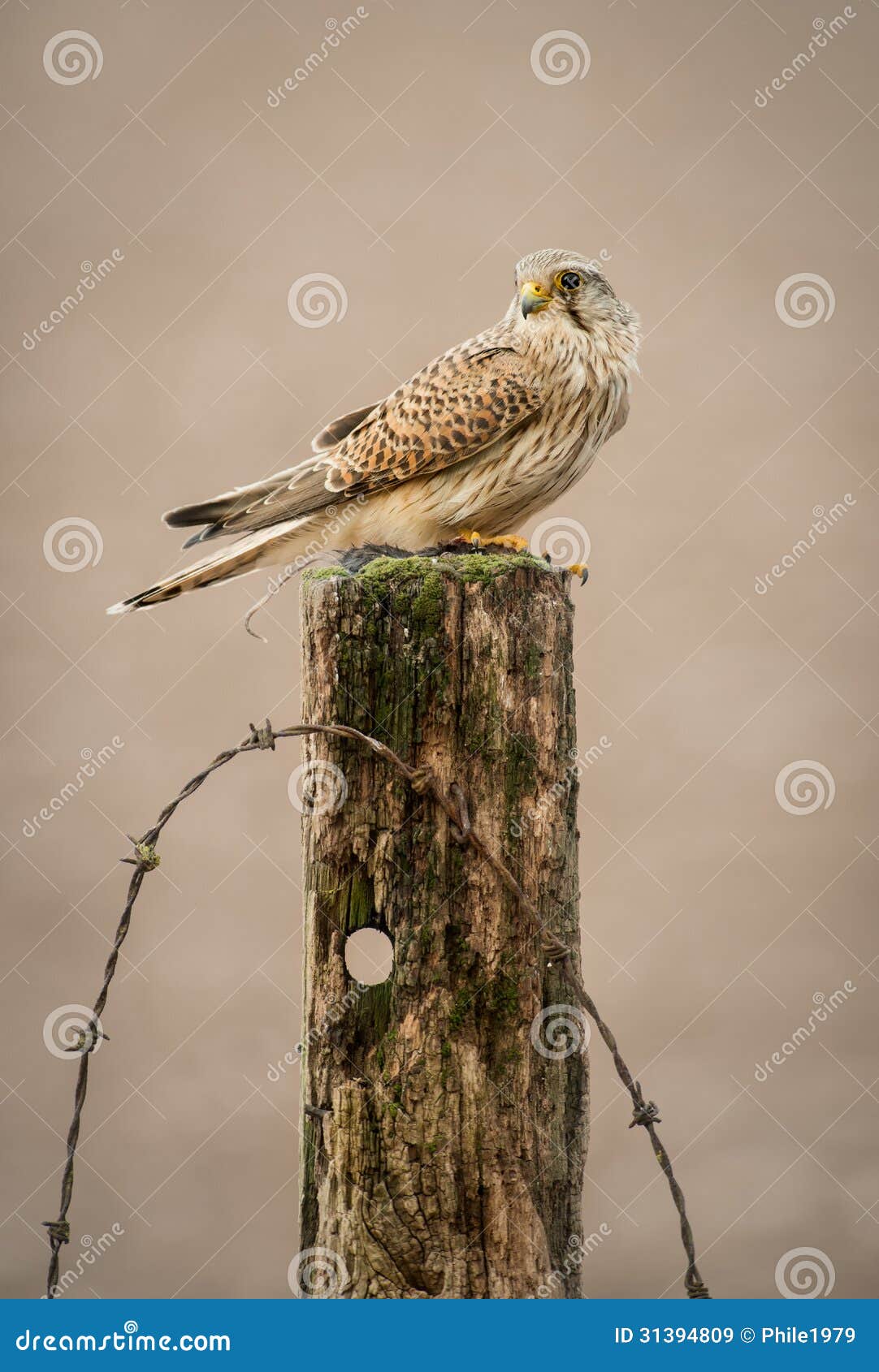 Kestrel Portrait stock image. Image of beautiful, perch - 31394809