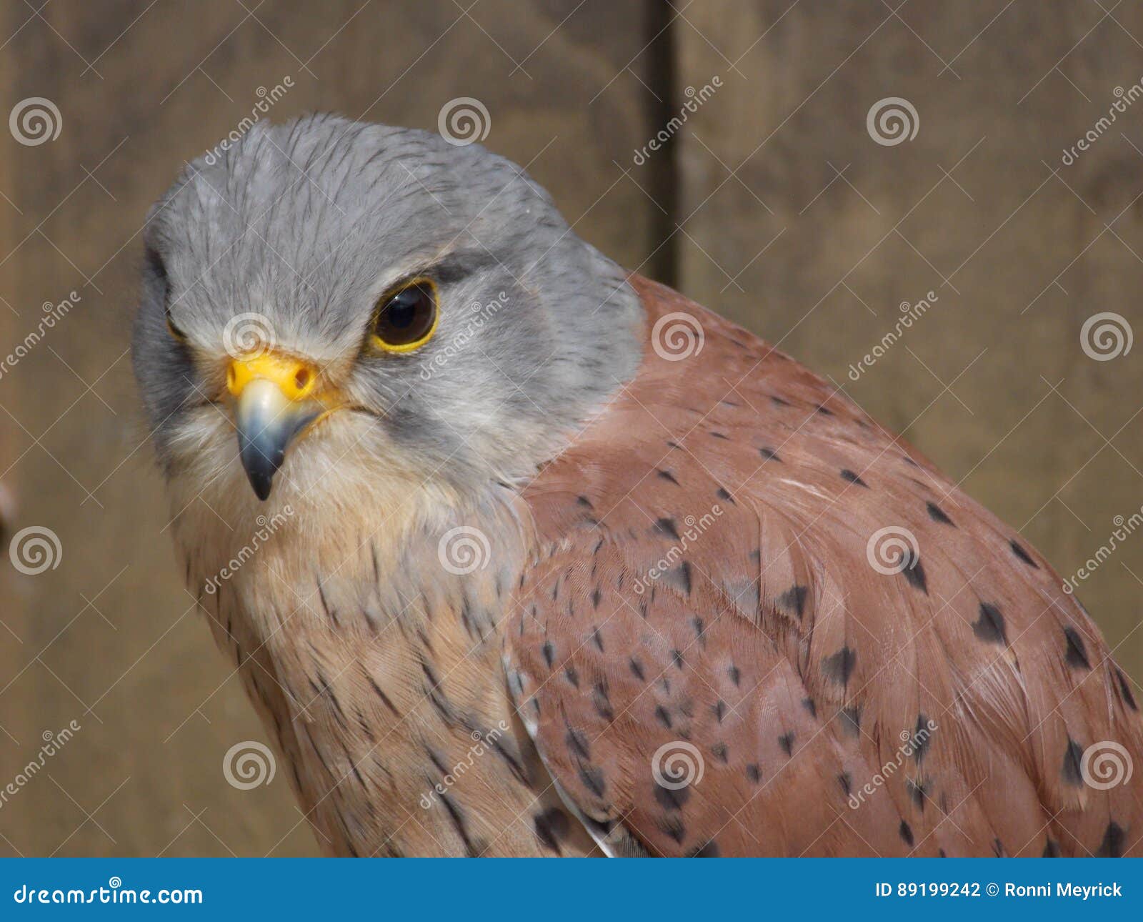 Kestrel stock photo. Image of peaceful, kestrel, englishbird - 89199242