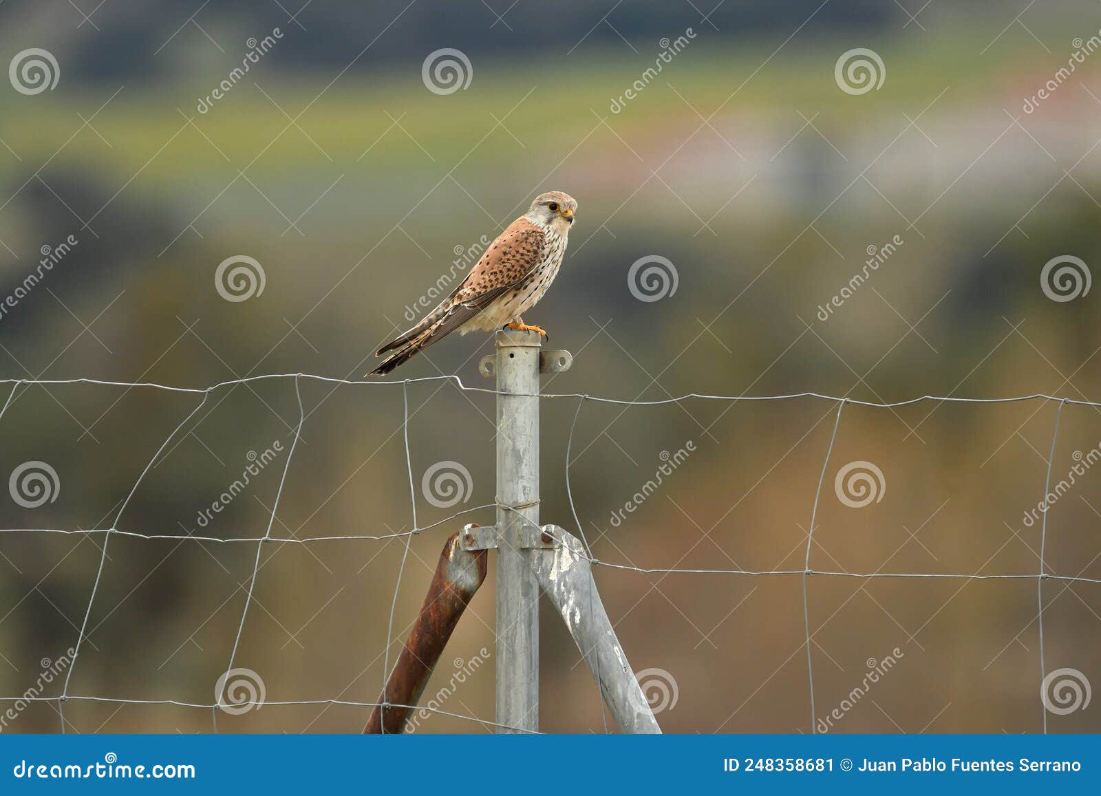 Kestrel rests on the fence stock image. Image of kite - 248358681