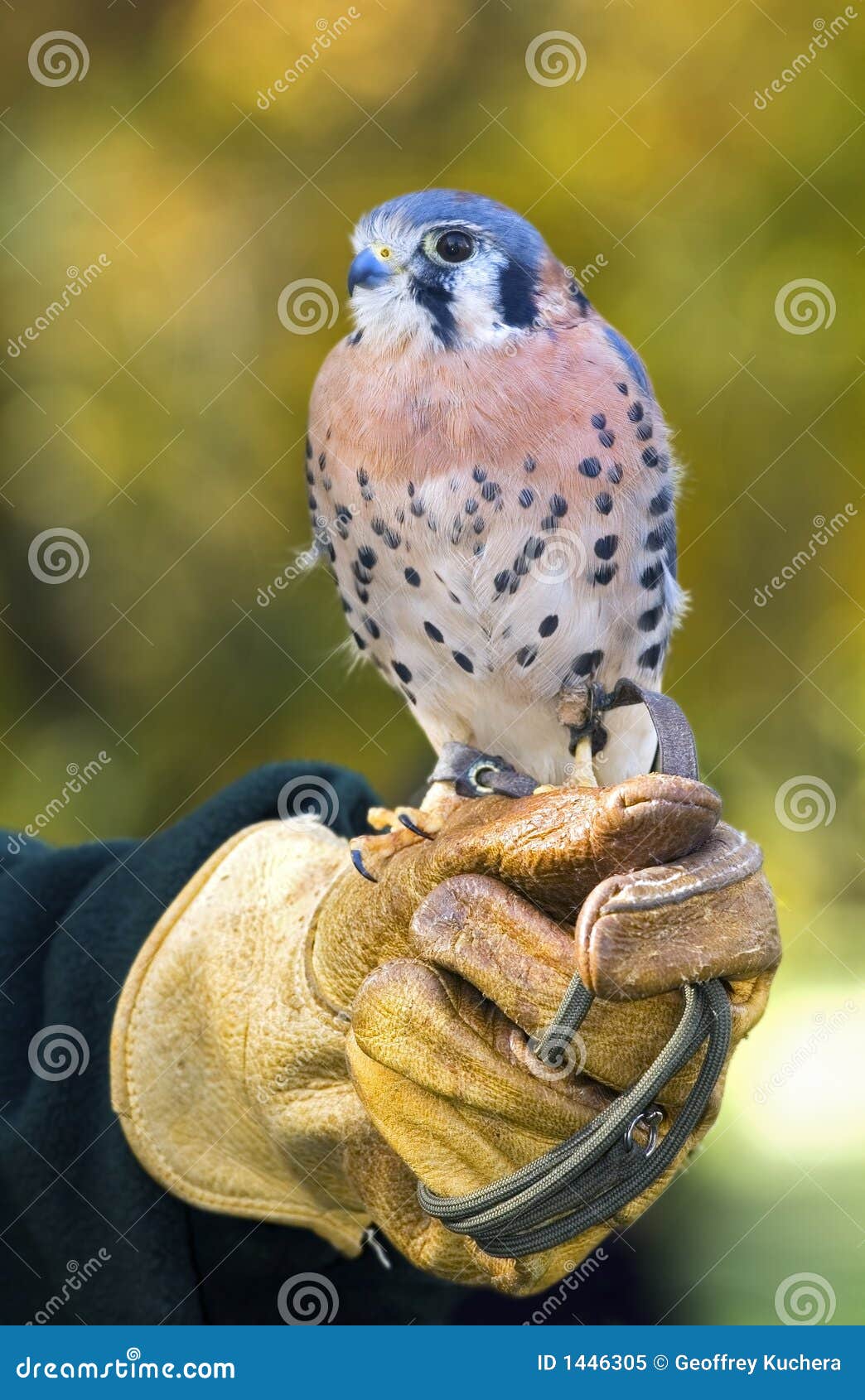 Kestrel Sits on Handler S Fist Stock Image - Image of creature ...