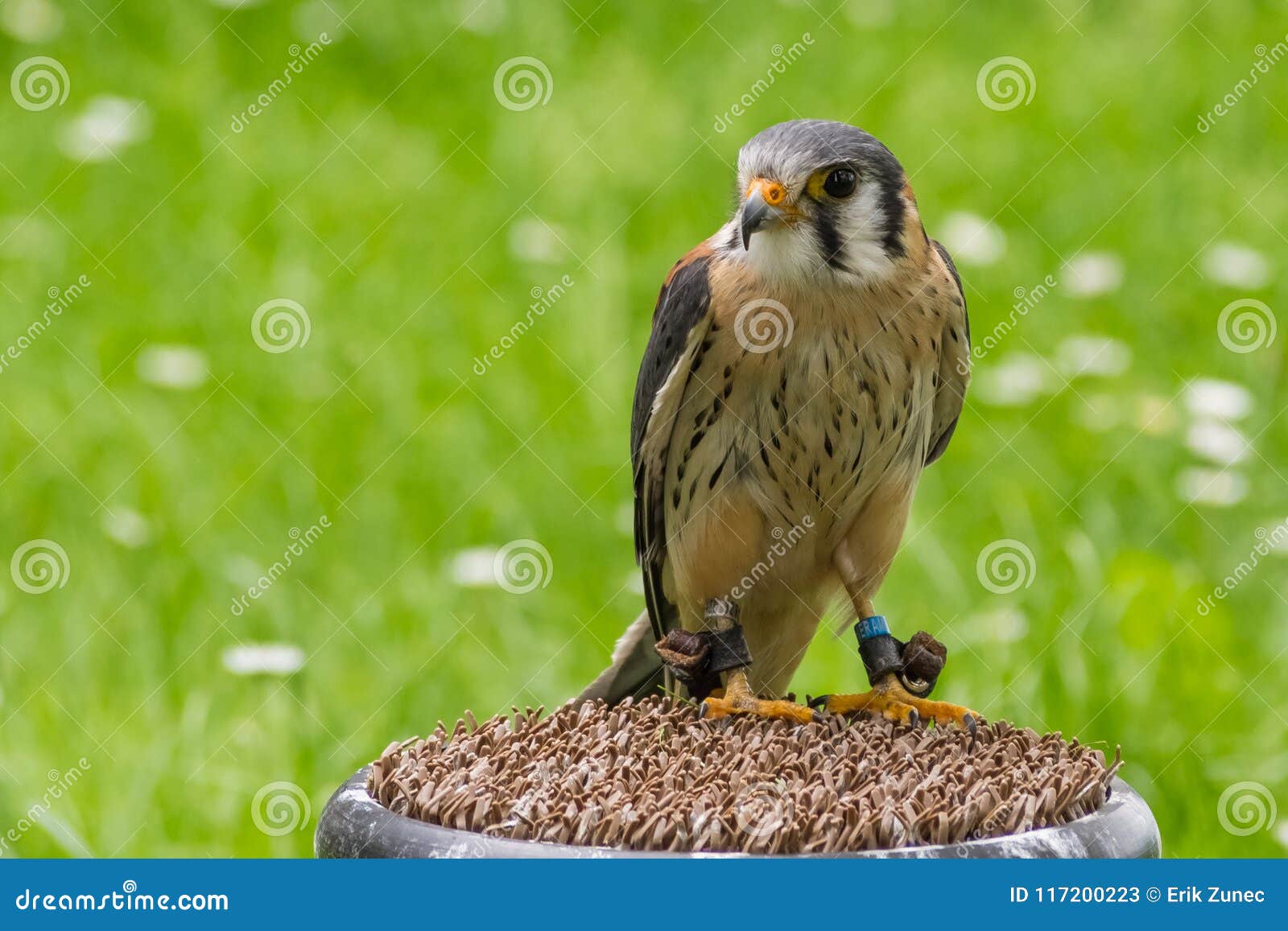 Kestrel Sitting on the Perch Stock Image - Image of falco, biology ...