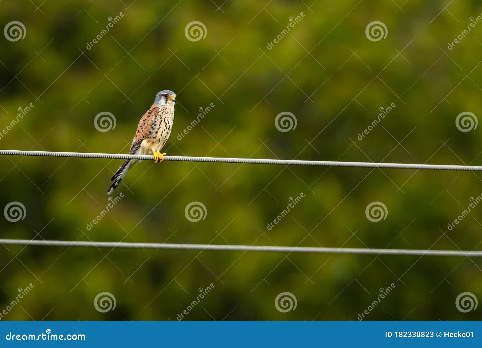 Kestrel on a wire stock image. Image of osprey, wild - 182330823