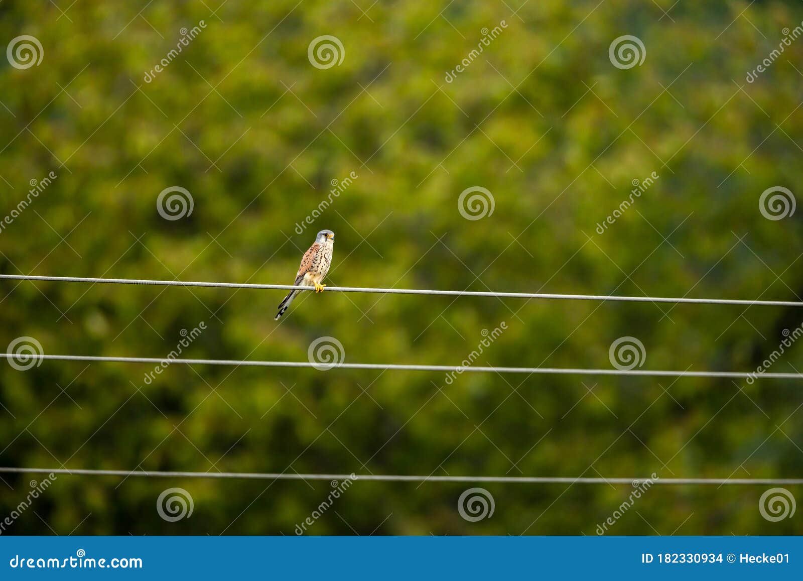 Kestrel on a wire stock photo. Image of raptor, blue - 182330934