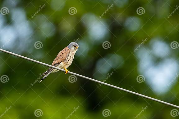 Kestrel on a wire stock photo. Image of avian, osprey - 182330996