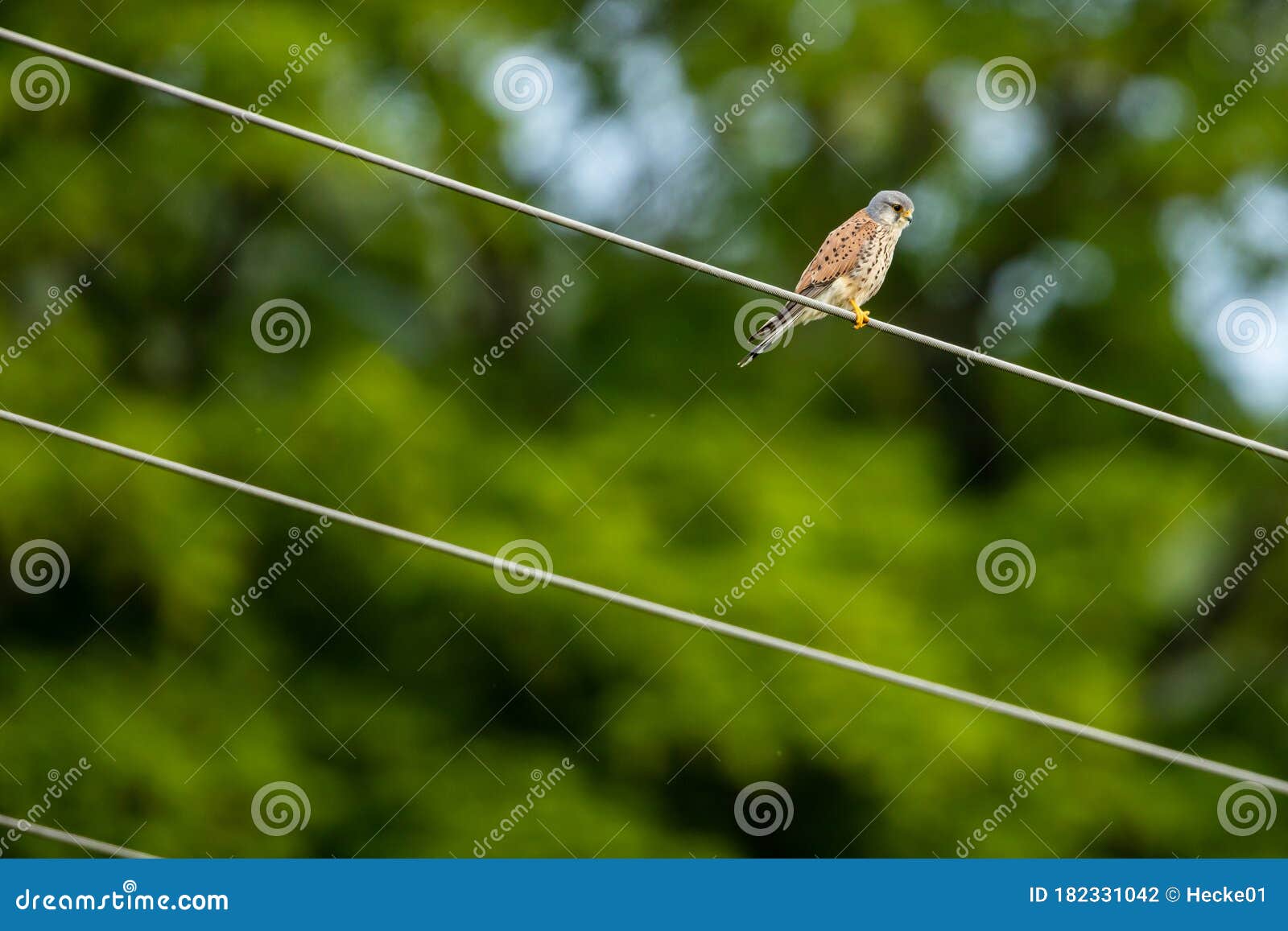 Kestrel on a wire stock photo. Image of prey, feather - 182331042